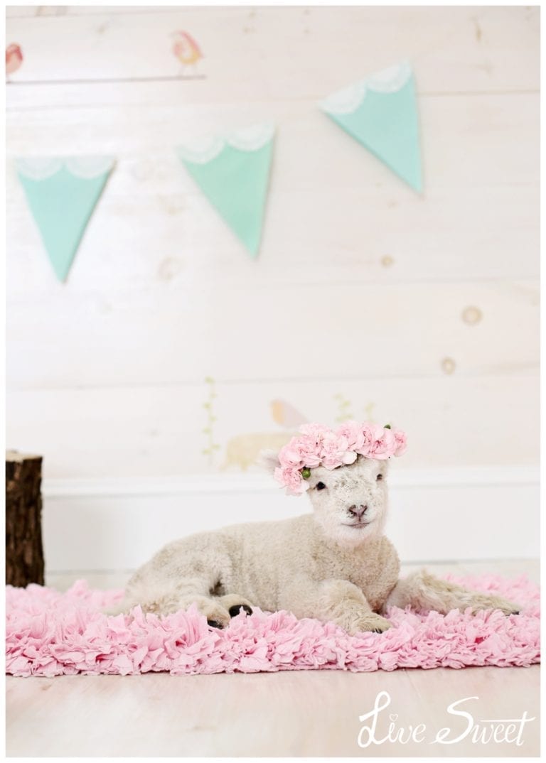 Little Lamb Easter Sessions - Live Sweet