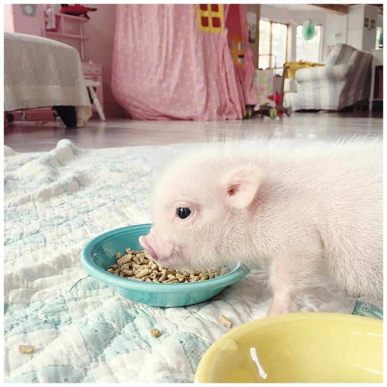 Up Close and Pearlsonal with Pearl the Pig - Live Sweet