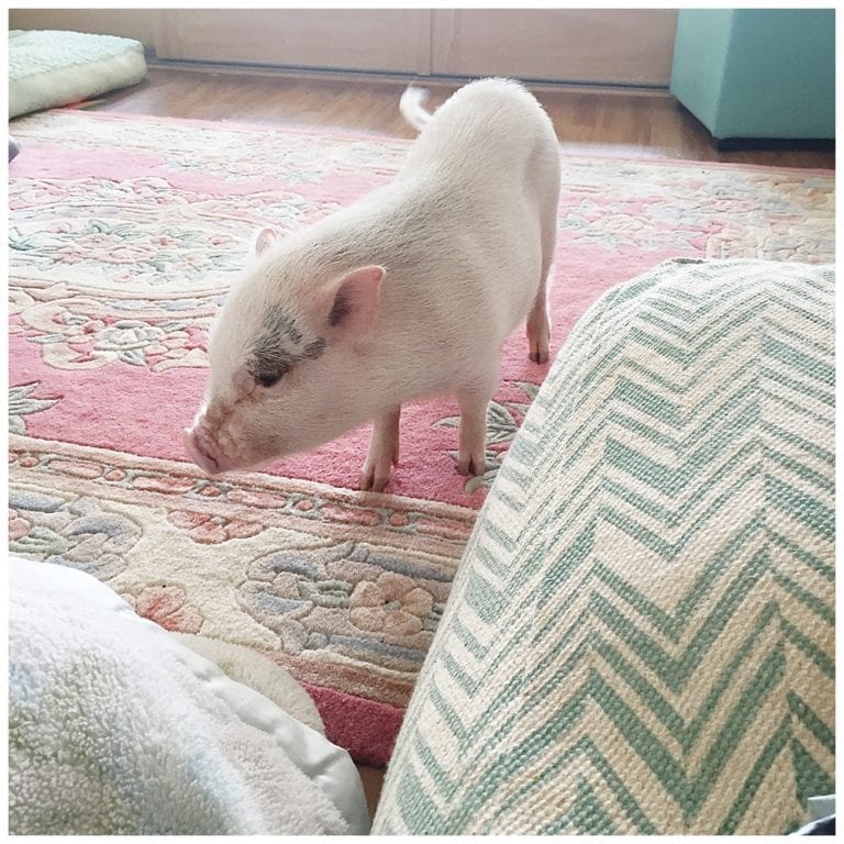 UP CLOSE AND PEARLSONAL WITH PEARL THE PIG - Live Sweet