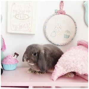 Introducing Lucy the Lop - Live Sweet