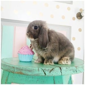 Introducing Lucy the Lop - Live Sweet