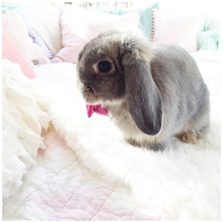 A girl and her bun bun! - Live Sweet