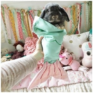 Lucy the Lop - Live Sweet