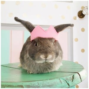 Lucy the Lop - Live Sweet