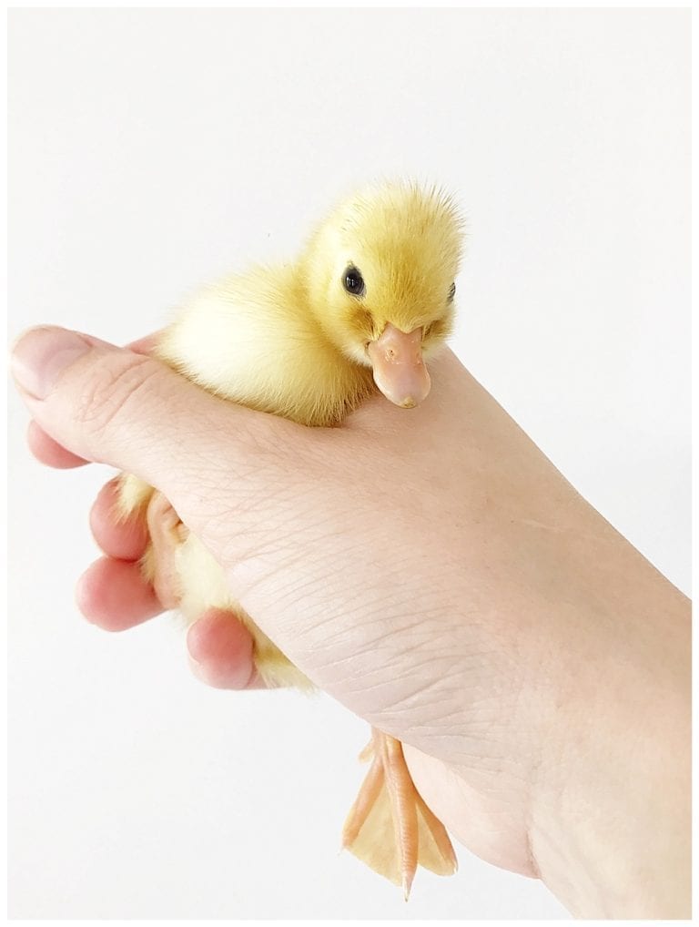 Introducing the ducklings - Live Sweet