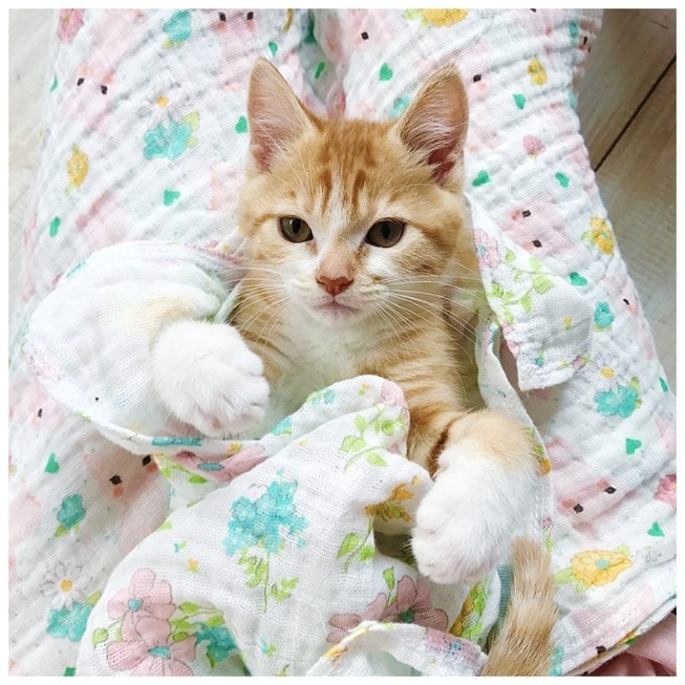 DIY swaddle blankets and more! - Live Sweet