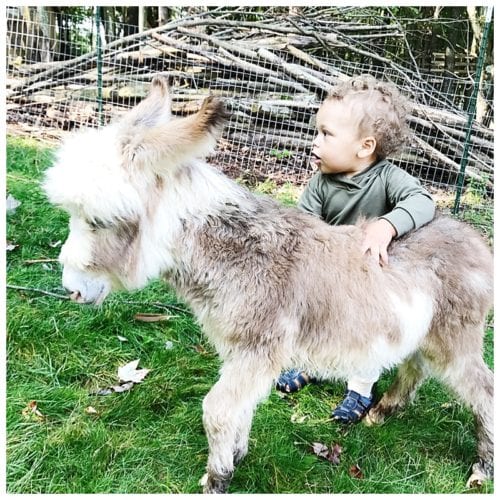 Introducing our newest fuzzy babies the mini donkeys! - Live Sweet