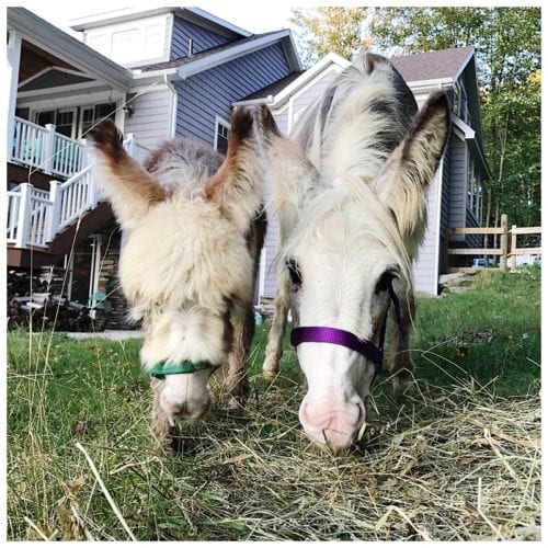 Introducing our newest fuzzy babies the mini donkeys! - Live Sweet