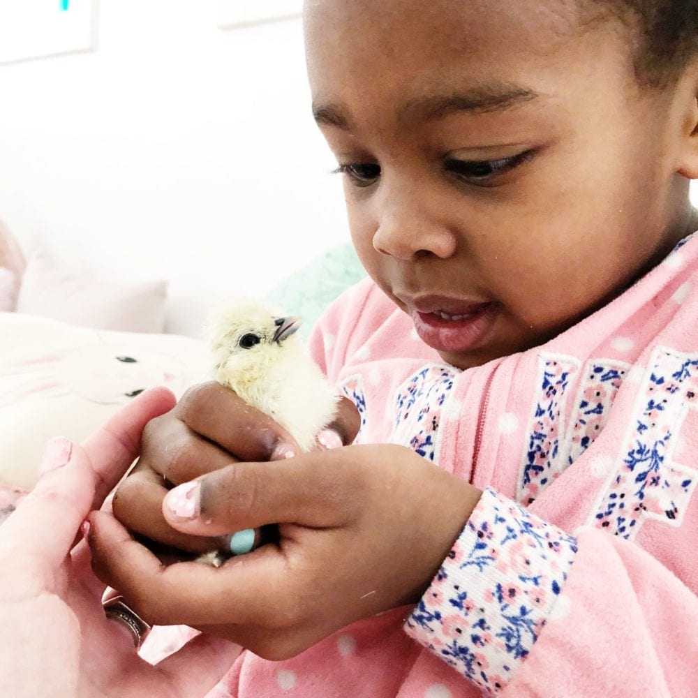 Hatching Baby Chicks - Live Sweet