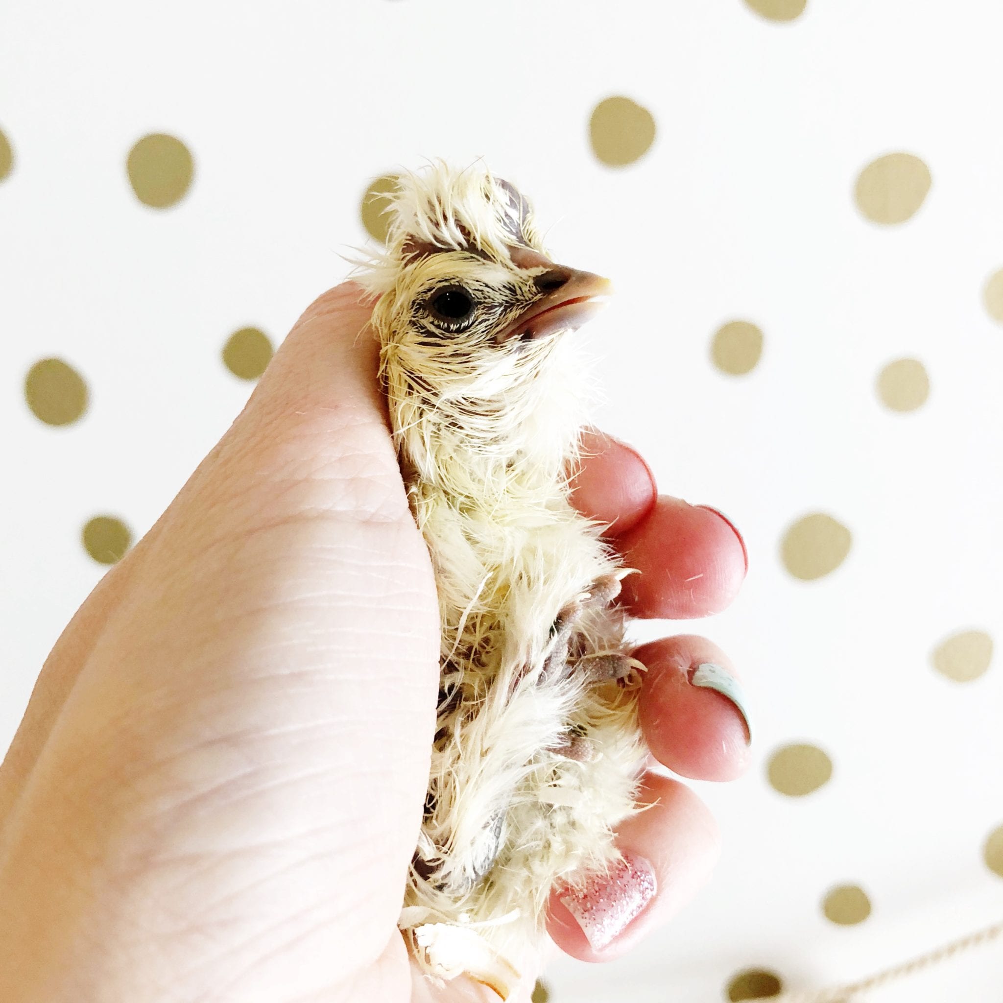 Hatching Baby Chicks - Live Sweet