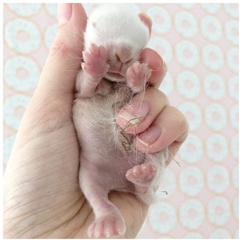 Our litter of baby bunnies! - Live Sweet