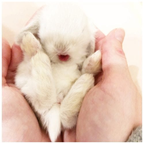 Our litter of baby bunnies! - Live Sweet