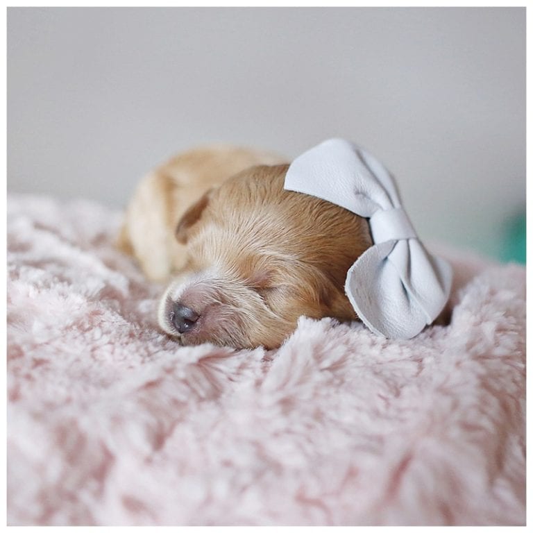 Flossie's Puppies get their names! - Live Sweet