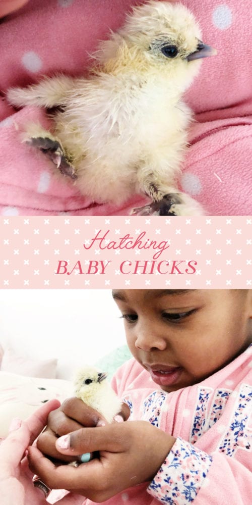 Hatching Baby Chicks - Live Sweet