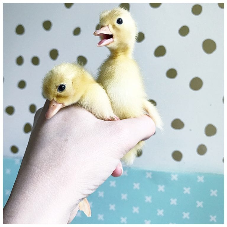 Basic Duckling Care - Live Sweet