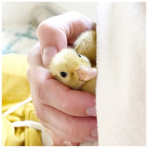 Basic Duckling Care - Live Sweet