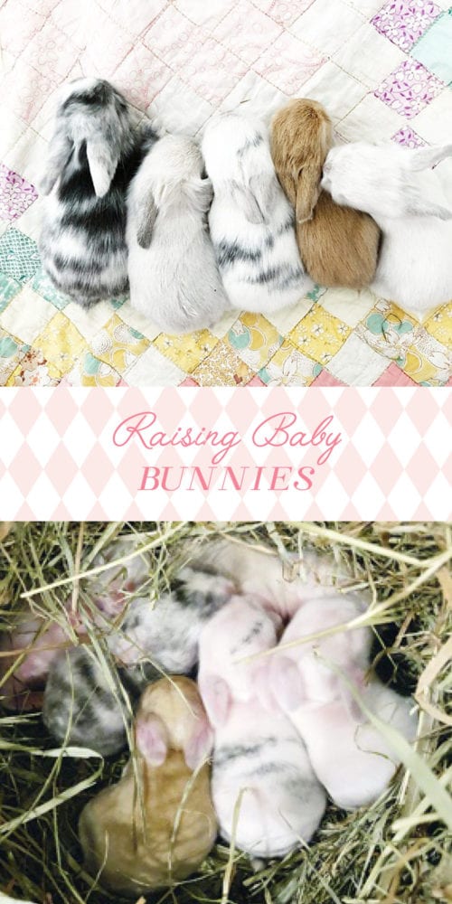 Our litter of baby bunnies! - Live Sweet