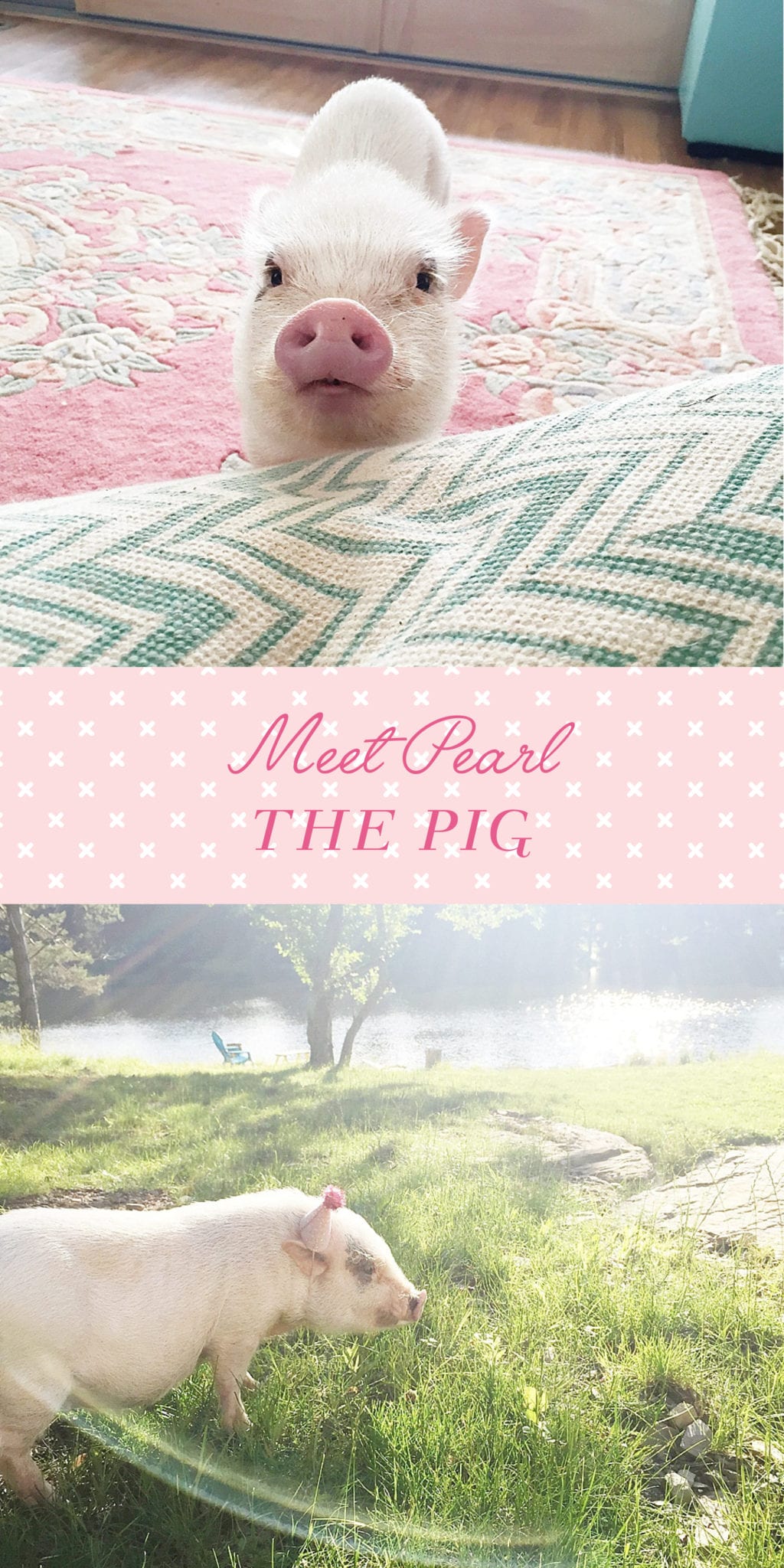Up Close and Pearlsonal with Pearl the Pig - Live Sweet