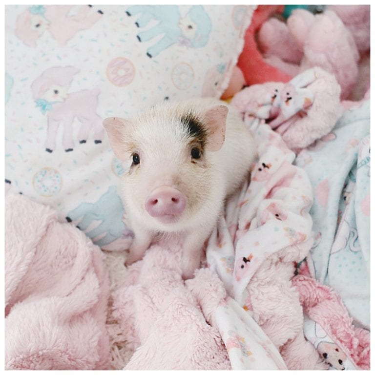 Introducing Sweet Poppy, the Mini Pig! - Live Sweet