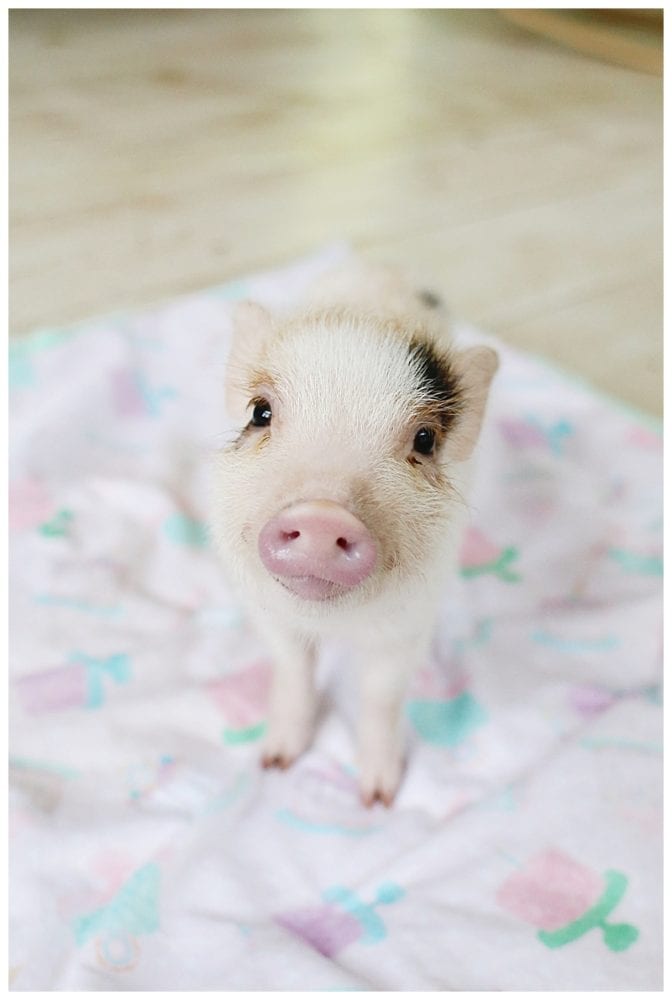 Introducing Sweet Poppy, the Mini Pig! - Live Sweet