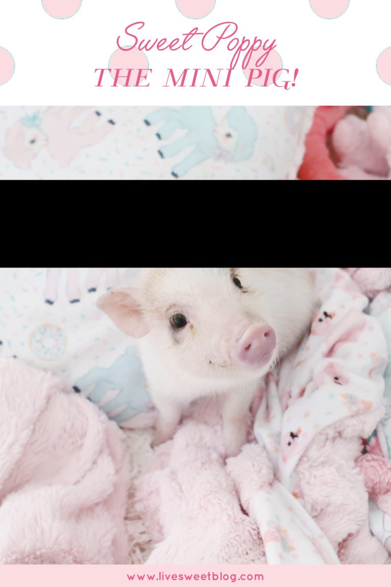 Introducing Sweet Poppy, the Mini Pig! - Live Sweet