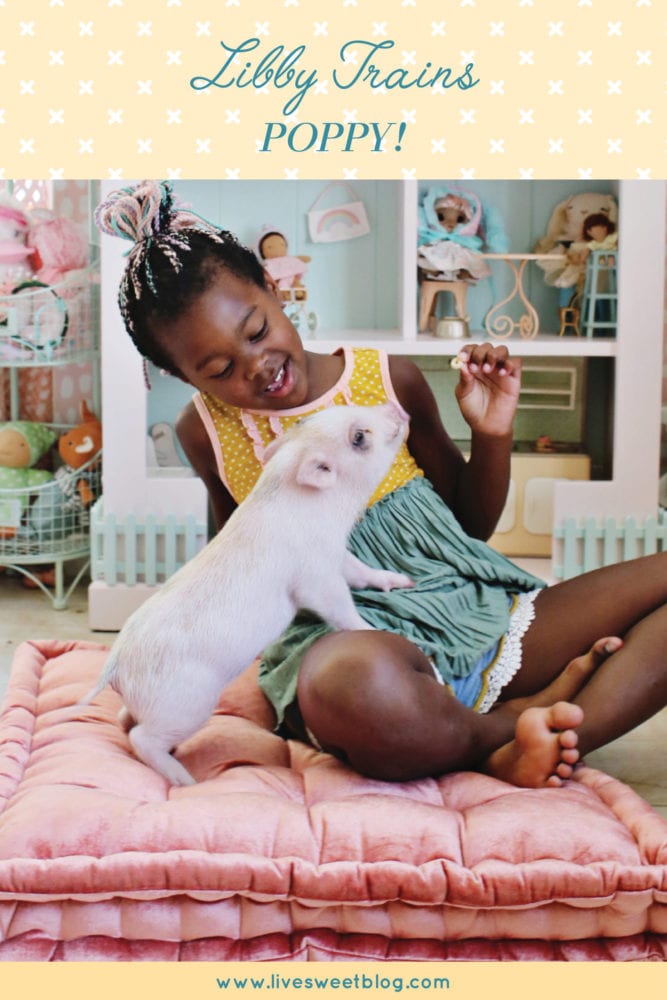 Libby Helps Train Poppy the Mini Pig! - Live Sweet