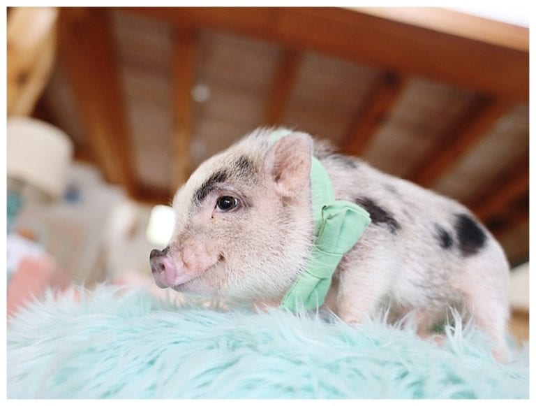 Meet Percy, the Precious Mini Piglet! - Live Sweet
