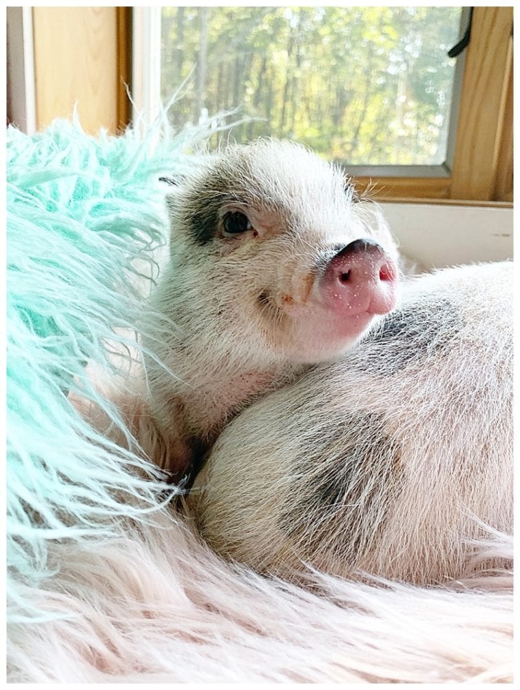 Meet Percy, the Precious Mini Piglet! - Live Sweet