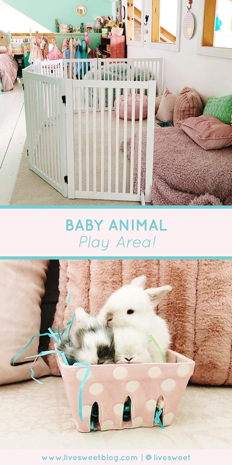 Baby Animal Play Area! - Live Sweet