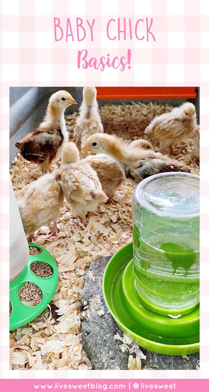 Baby Chick Basics - Live Sweet
