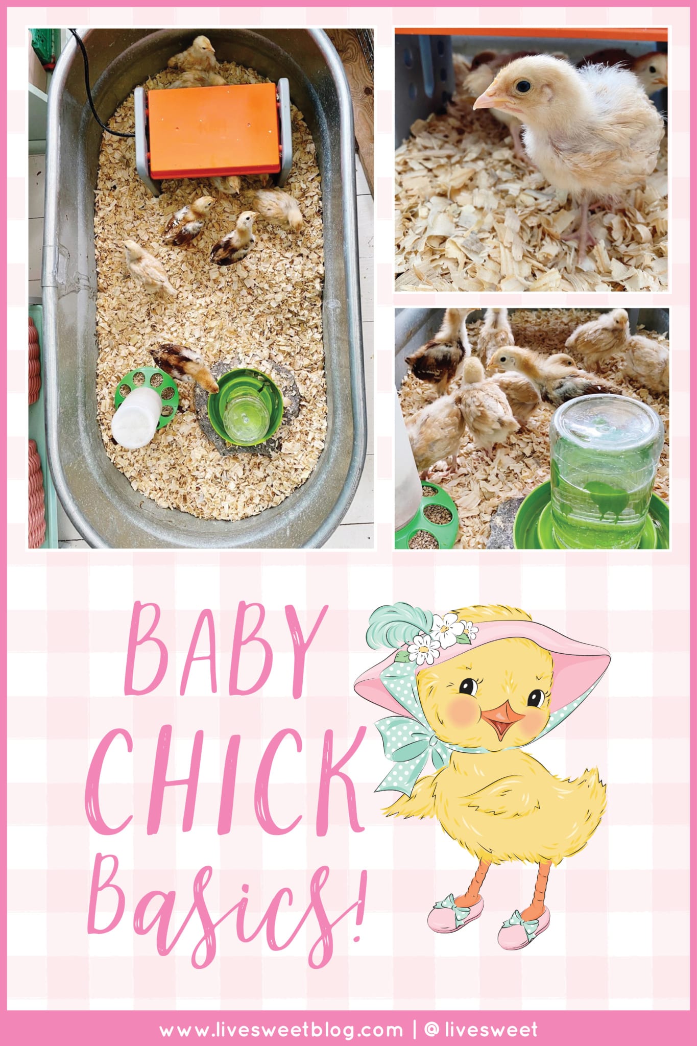 Baby Chick Basics - Live Sweet