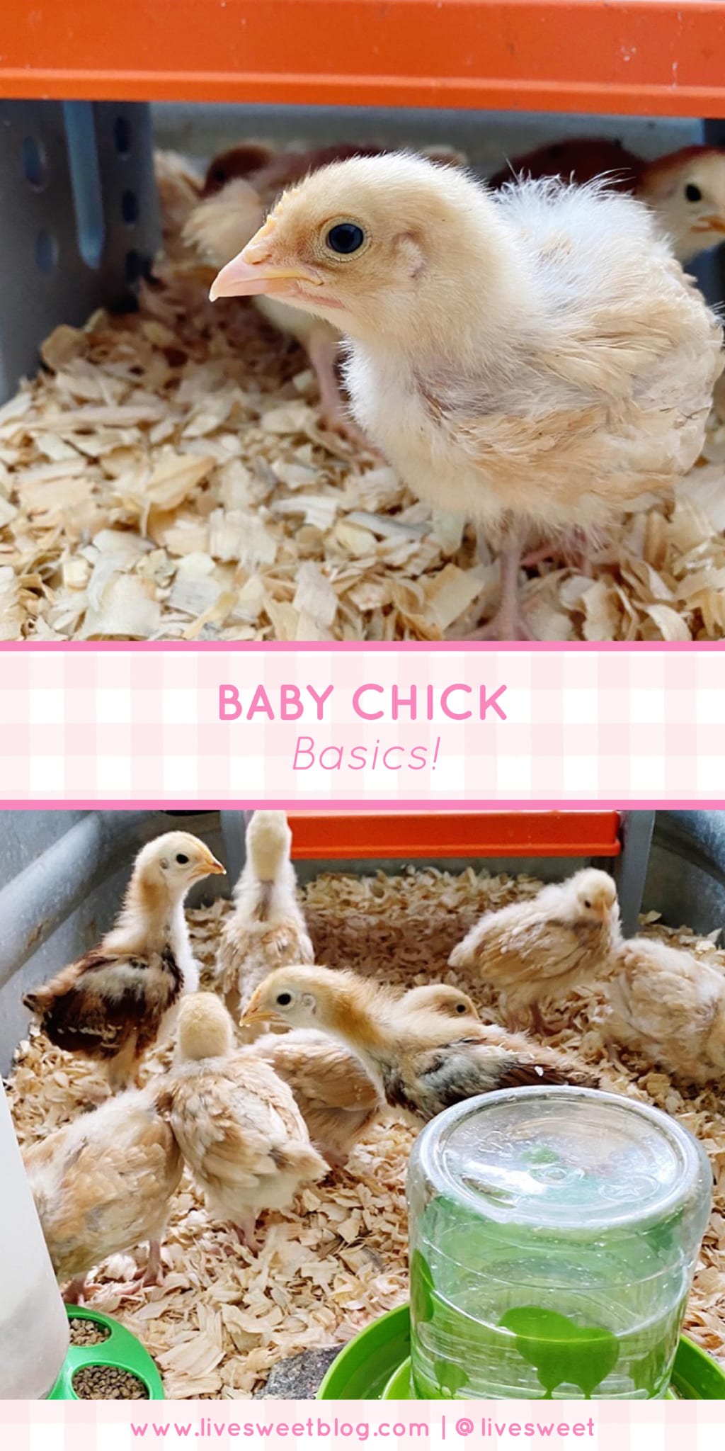 Baby Chick Basics - Live Sweet