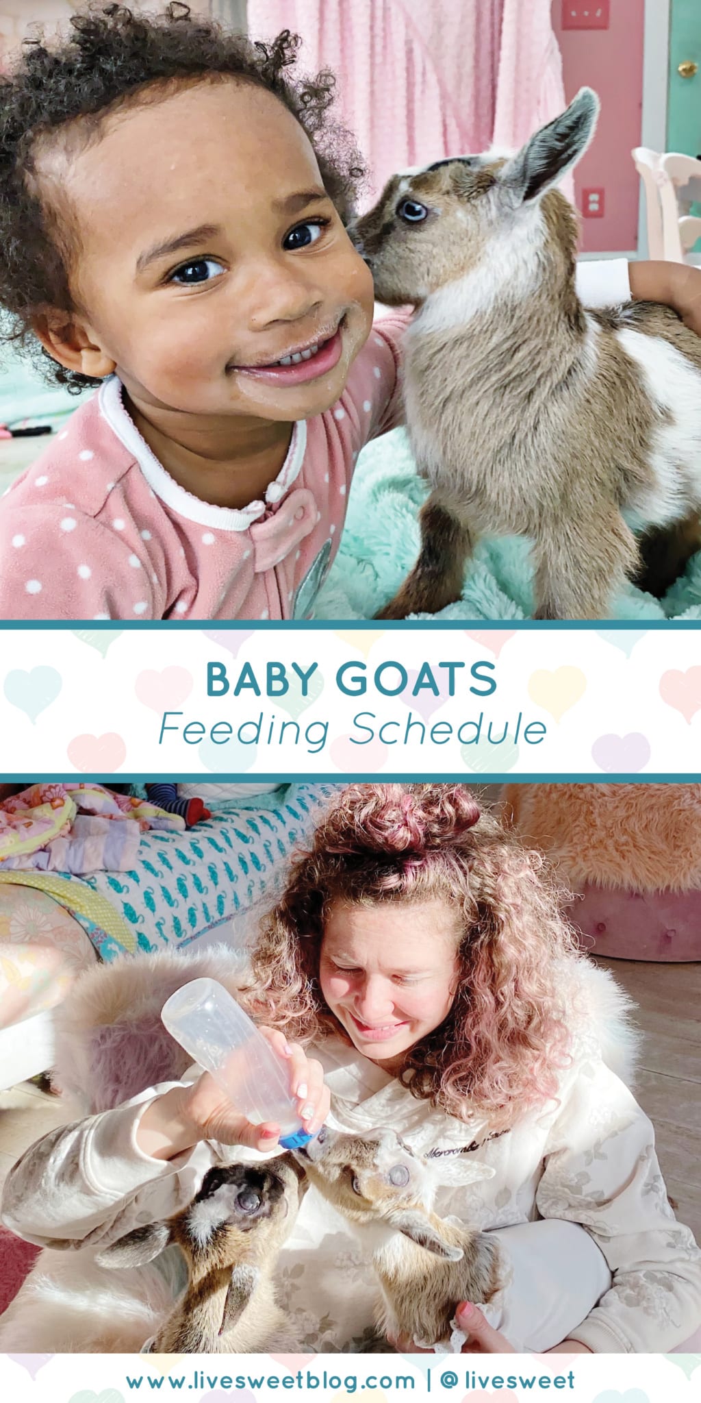 Baby Goats Feeding Schedule - Live Sweet