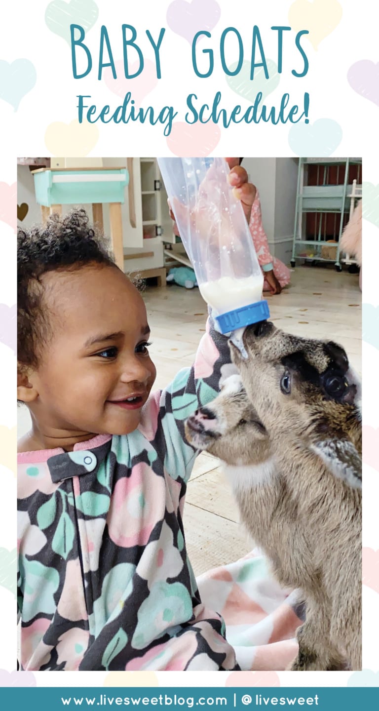 Baby Goats Feeding Schedule - Live Sweet