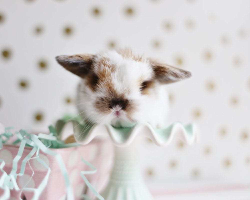 Bunny Care Basics - Live Sweet
