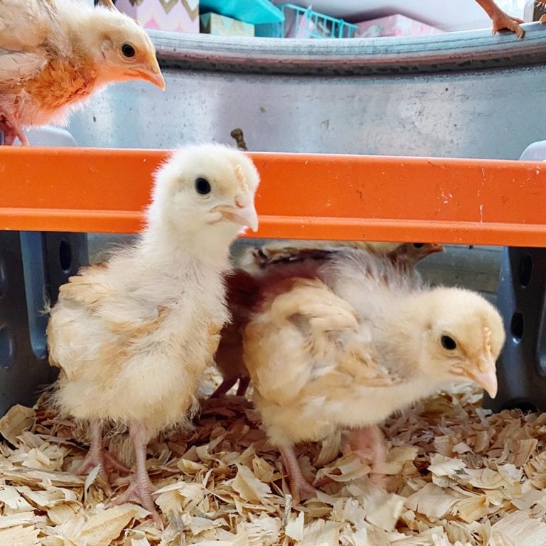 Baby Chick Basics - Live Sweet