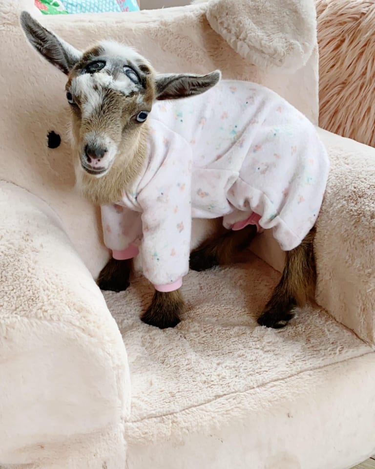 Meet our New Baby Goats! - Live Sweet