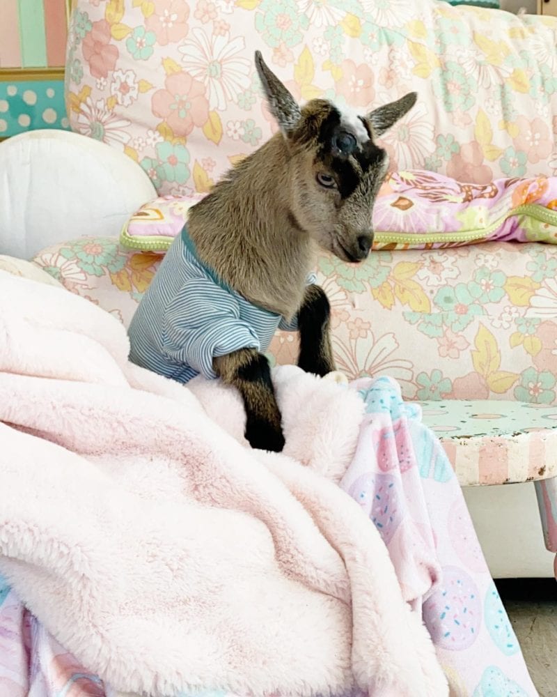 Meet our New Baby Goats! - Live Sweet