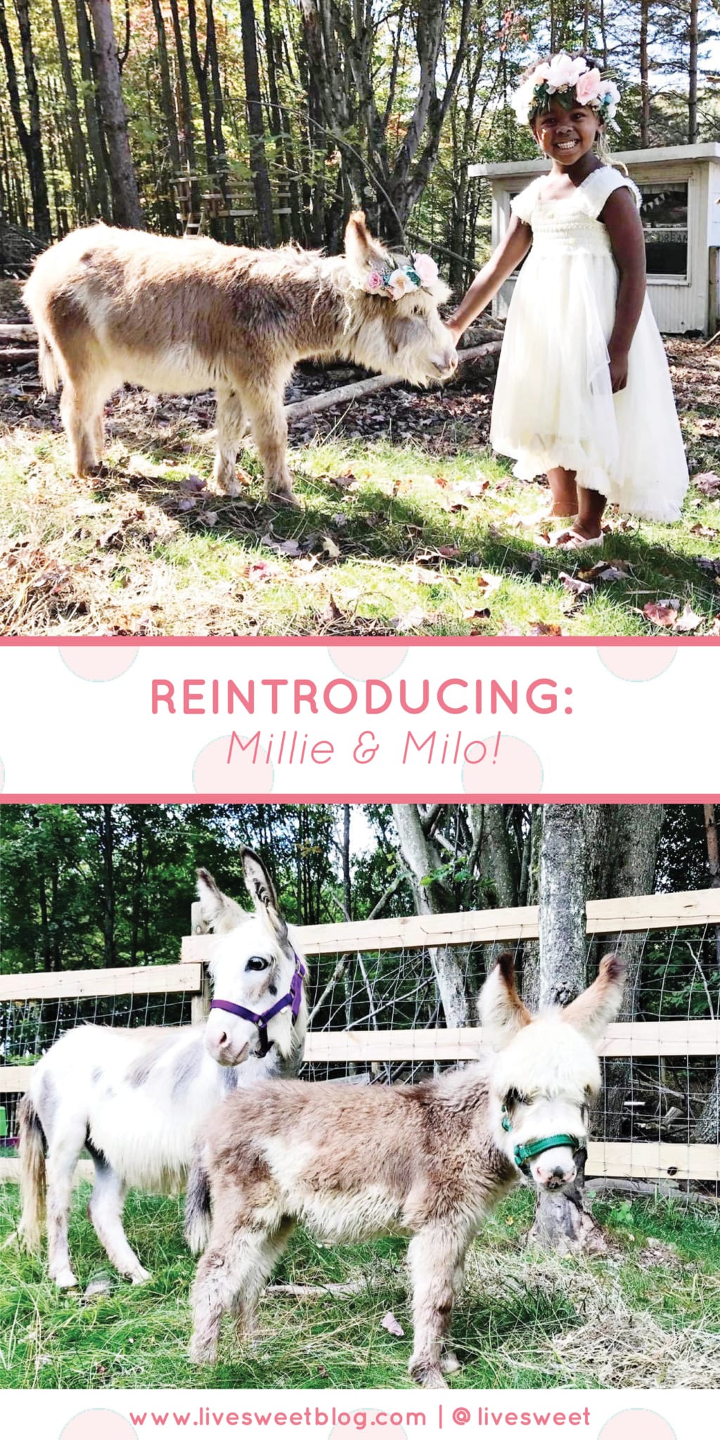 Reintroducing: Millie & Milo - Live Sweet