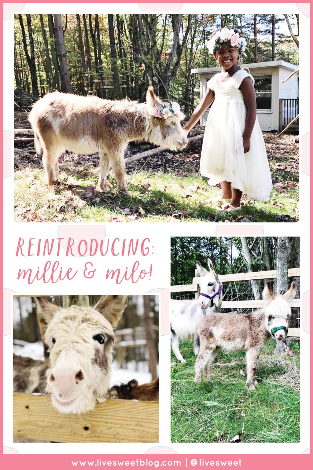 Reintroducing: Millie & Milo - Live Sweet