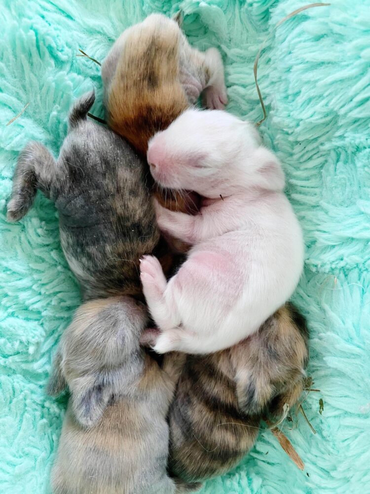 Olive's first litter of baby bunnies! - Live Sweet