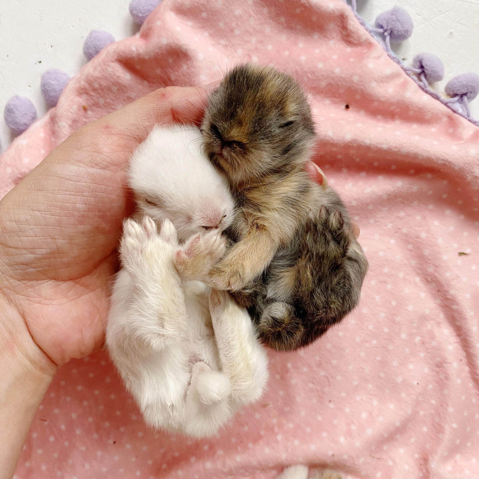 Olive's first litter of baby bunnies! - Live Sweet