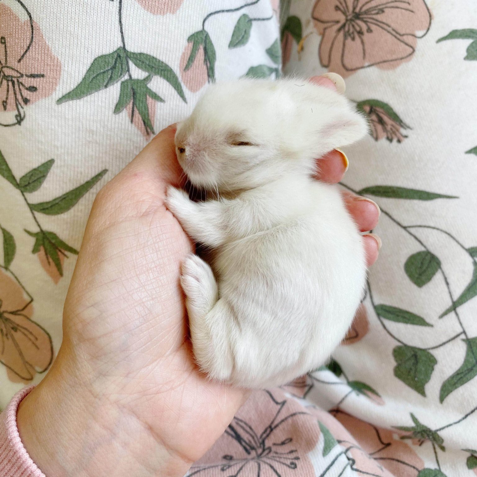 Olive's first litter of baby bunnies! - Live Sweet