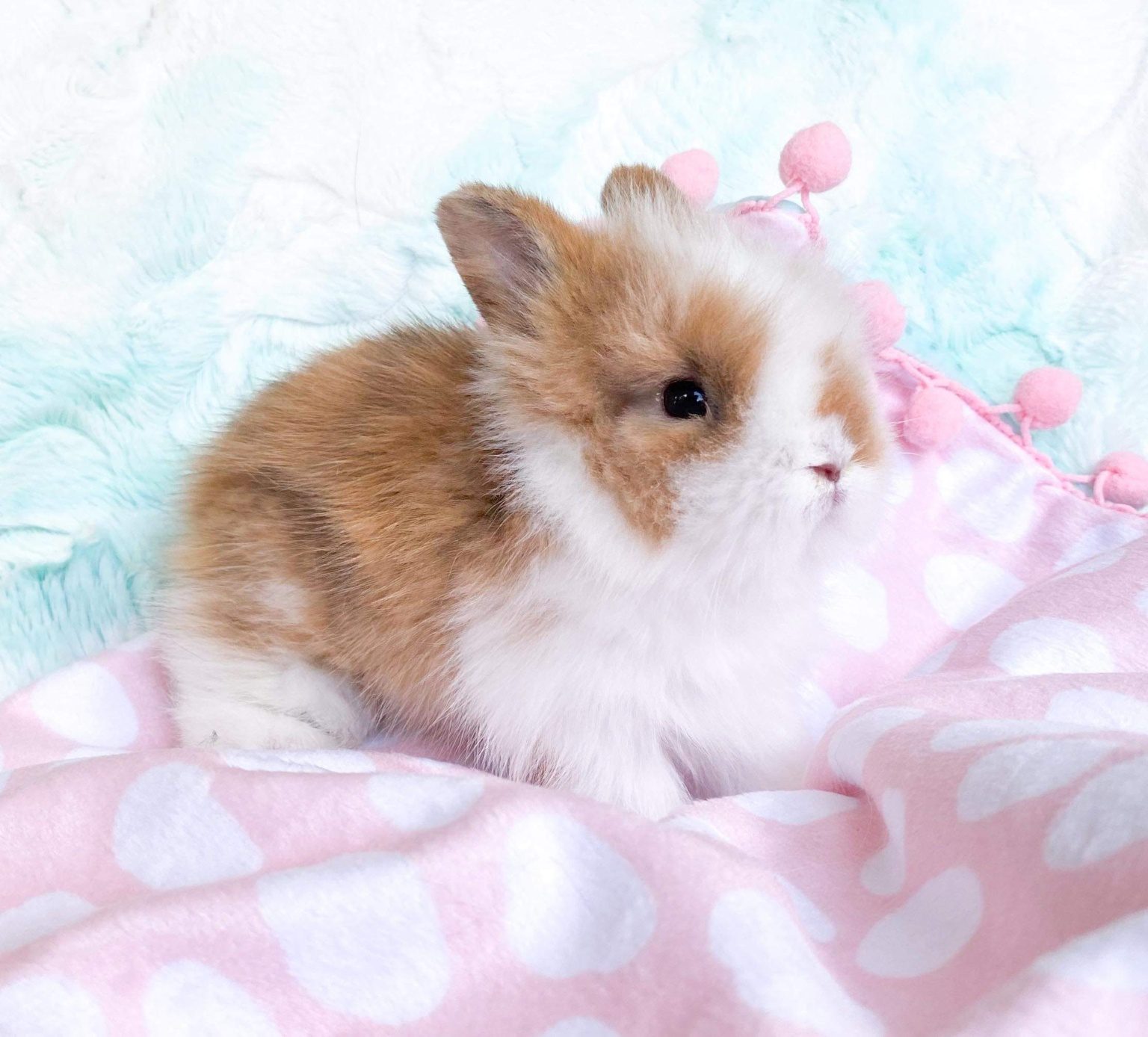 How to socialize baby bunnies! - Live Sweet