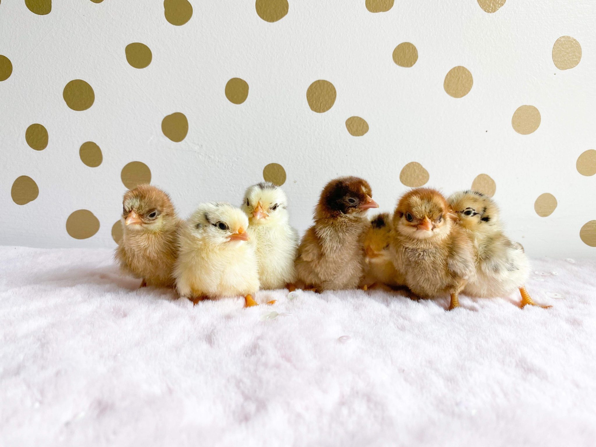 Our Serama Baby Chicks - Live Sweet