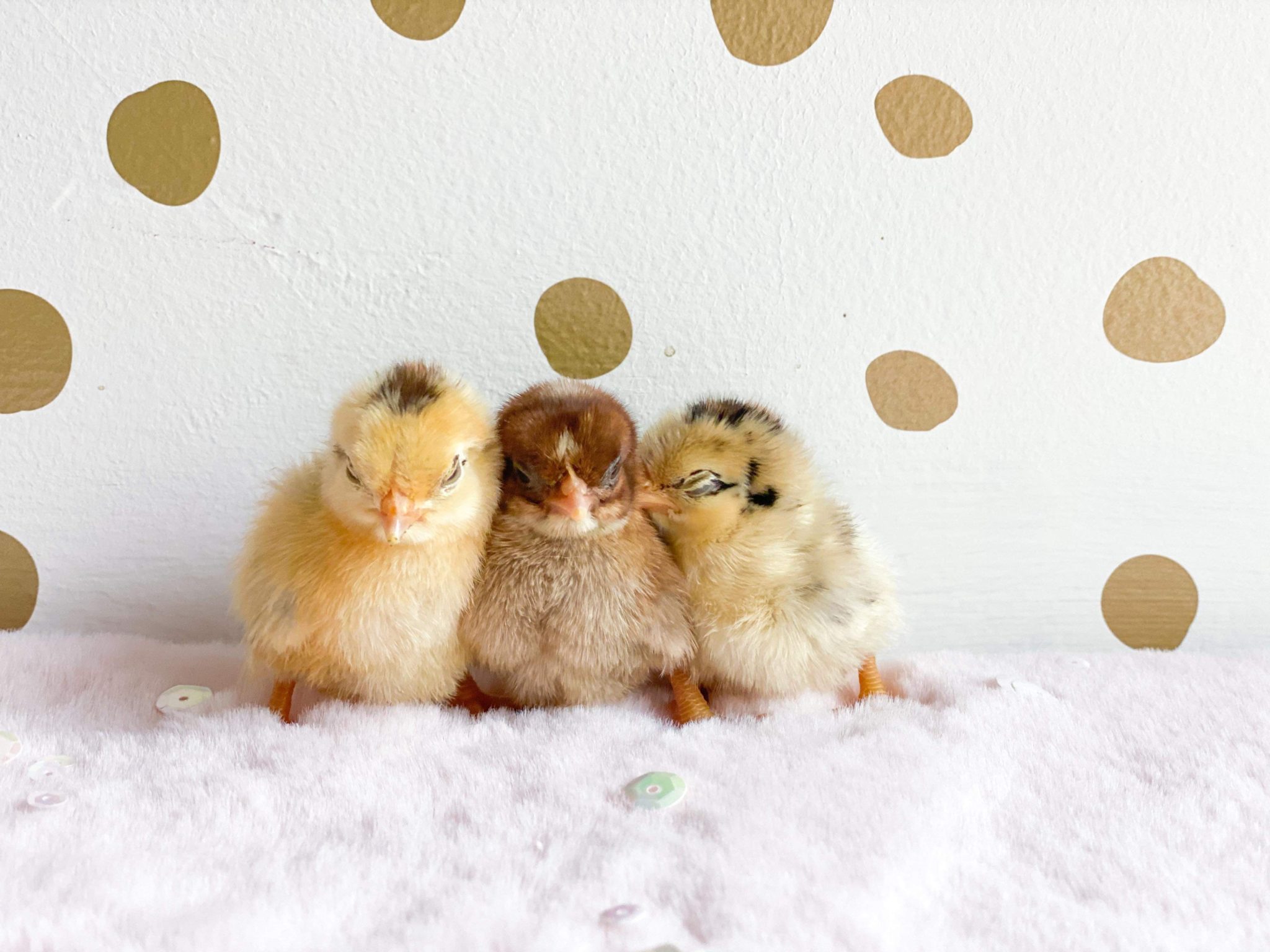Our Serama Baby Chicks - Live Sweet