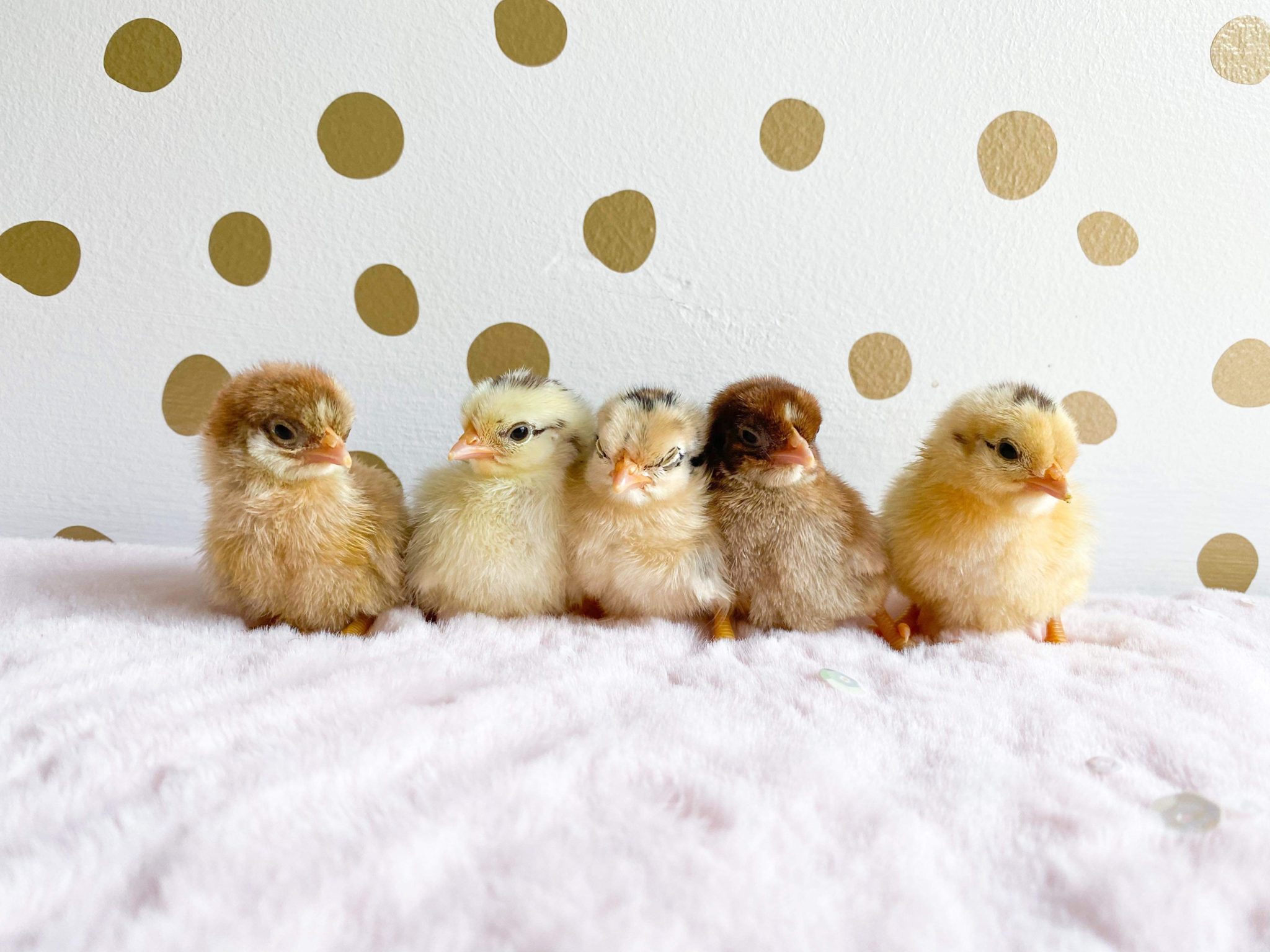 Our Serama Baby Chicks - Live Sweet