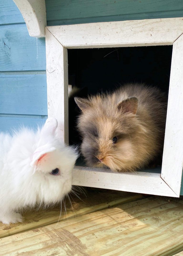 Outdoor Bunny Enclosure - Live Sweet