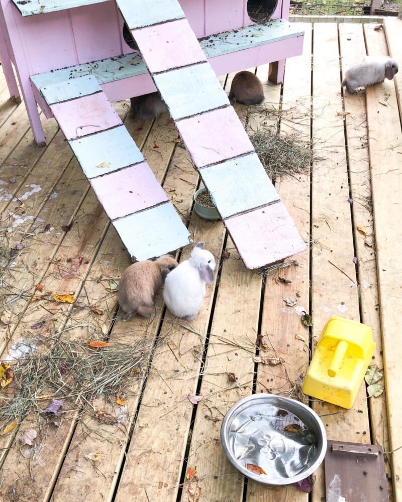 Outdoor Bunny Enclosure - Live Sweet