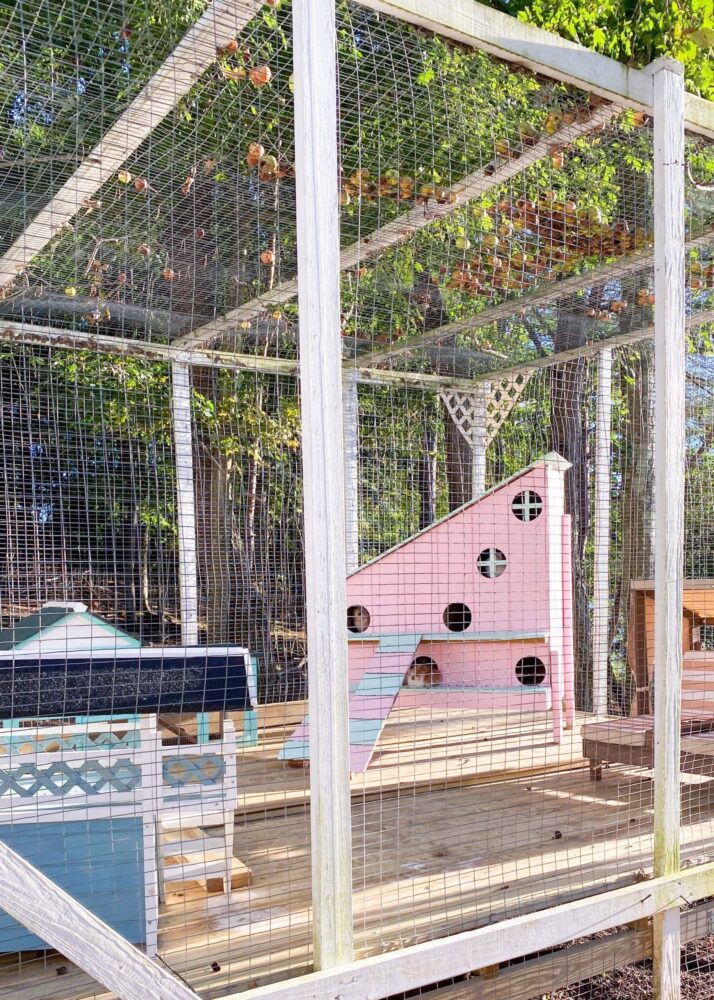 Outdoor Bunny Enclosure - Live Sweet